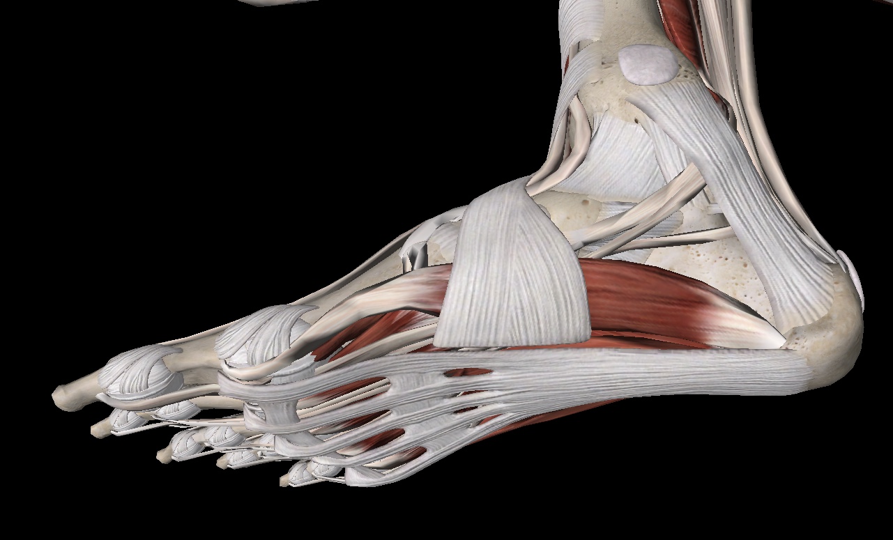 Foot Core - Centre Podològic Gustavo Agustí